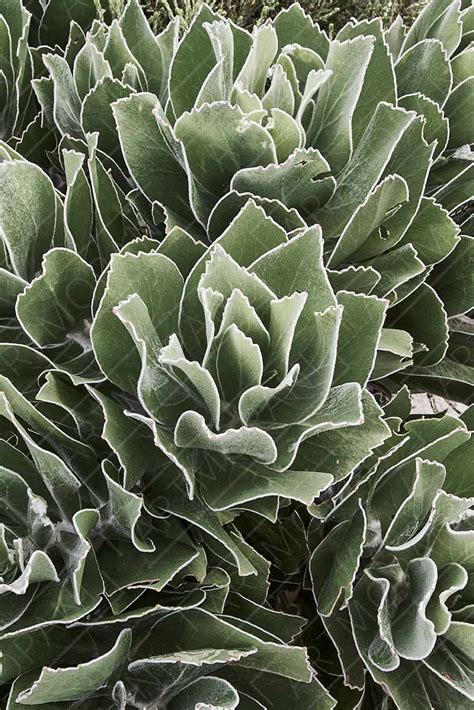 Nature Shapes Artmopani