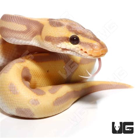 Banana Enchi Yellowbelly Ball Python At Joel Kates Blog
