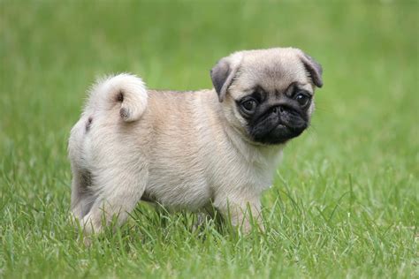 Download Pug Pictures Wallpapers Com