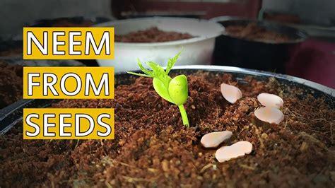 How To Propagate Neem Tree From Cuttings At Douglas Byrd Blog