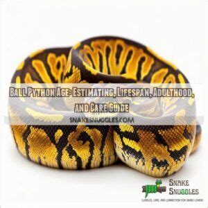 Ball Python Age Estimating Lifespan Adulthood And Care Guide