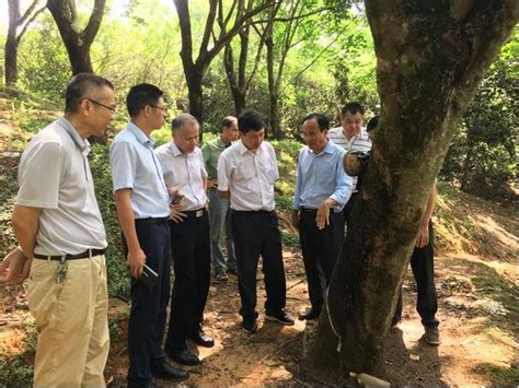 省农垦集团公司科技生产处处长彭远明到三叶农场调研指导橡胶生产工作 阳江农垦信息网