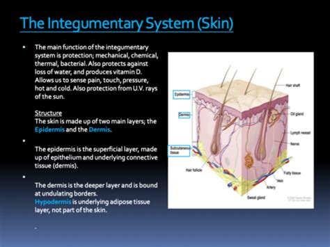 Anatomy Lab Flashcards Quizlet