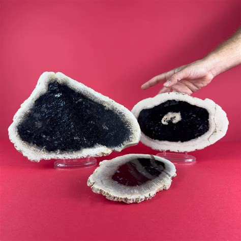 Fossil Palm Slab With Black Interior Fossilized Plant Specimen Latiaxis