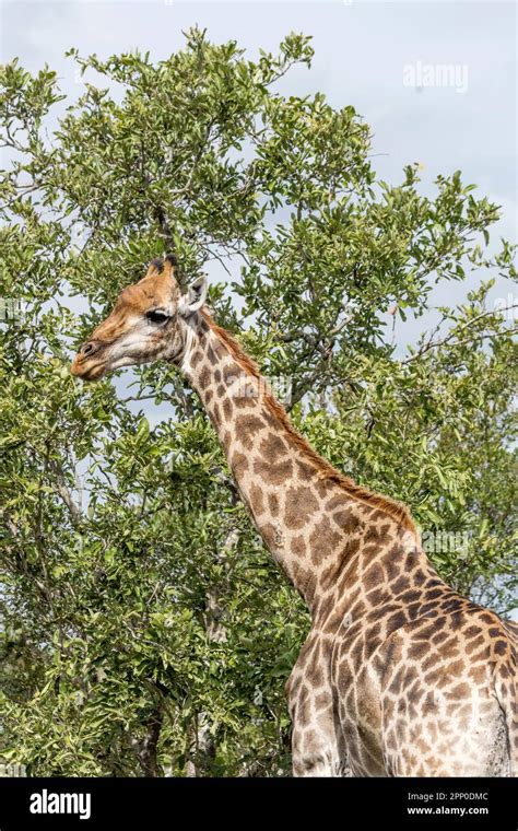 Detail Of Giraffe Head And Long Neck Shot In Bright Summer Light