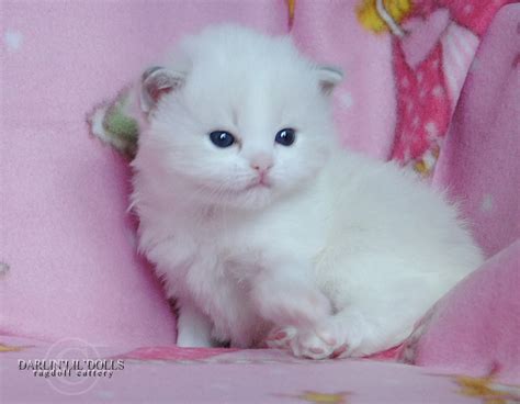 Darlinlildolls Ragdoll Kitten Breeder Ontario