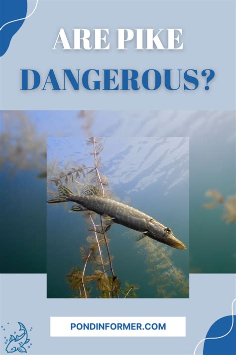 List Of Lake Mendota Fish Species 2023 Fishable Non Artofit
