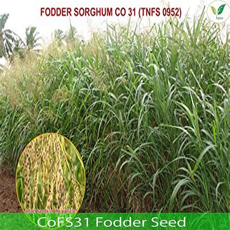 Dried Cofs31 Fodder Sorghum Seeds For Fodder Cultivation Packaging Type Packet At ₹ 300 Kg In