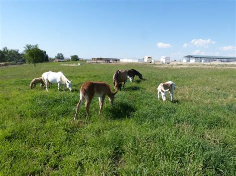 Lazy Three Bar Ranch Home Facebook