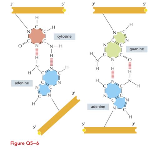 Essential Cell Biology Th Edition Chapter Review Flashcards Quizlet