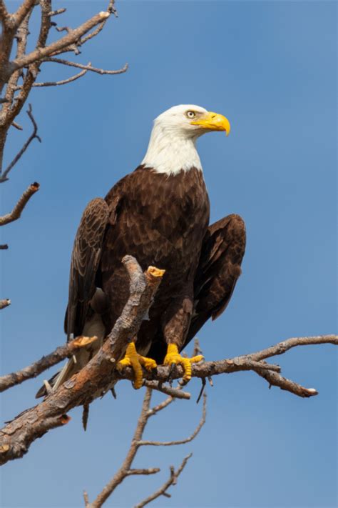 Bald Eagles Of The Faith Inspire A Fire Christy Bass Adams
