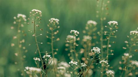 Shepherds Purse Minneopa Orchards