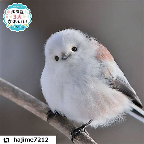 可愛すぎ注意北海道に生息するシマエナガの魅力ってSitakkeしたっけ 可愛い鳥のまとめ シマエナガ 鳥 かわいい