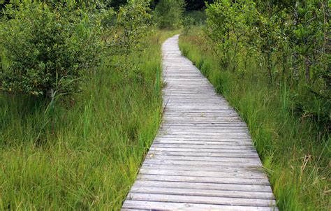 wooden-track-forest | Poetic Mind - Gil and Natalie Dekel