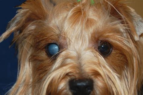 Катаракта у собак симптомы лечение препараты причины появления Наши Лучшие Друзья