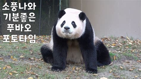 [에버랜드 판다] 야외 방사장 소풍나와 기분좋은 푸바오 포토타임 실내방사장에서 왕창 먹고 나와서 오늘 처음 대나무 먹는것 처럼 냠냠하는 푸바오 가을 즐기는 푸공주