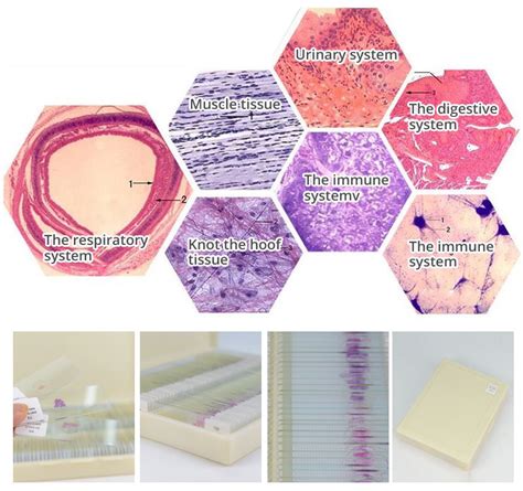 Fixed 50 Kinds Prepared Bacterial Microscope Slides For Microbiology
