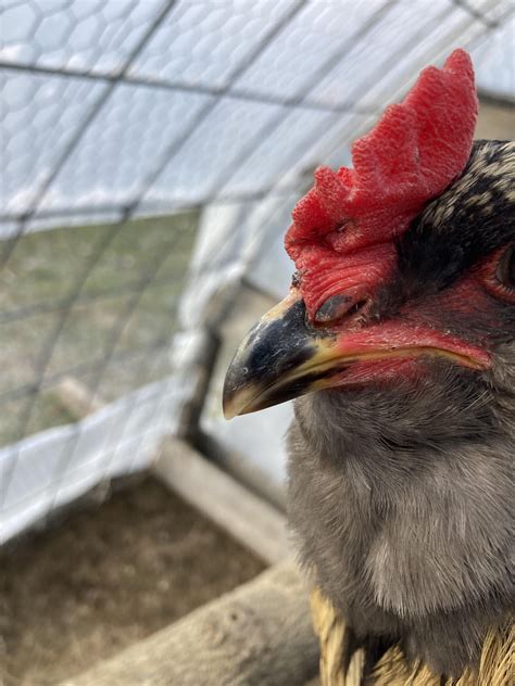 Does This Look Like The Start Of Frostbite R Chickens