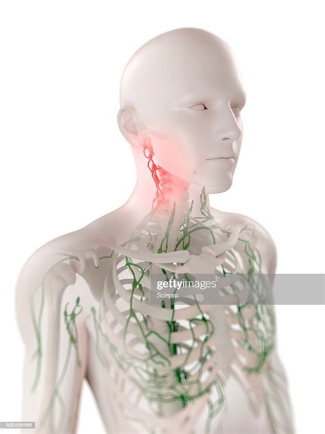 Swollen Lymph Nodes In Shoulder