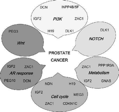 An Overview Of Signalling Pathways And Cellular Regulatory Systems