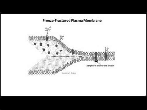 280 2 Freeze Fracture Electron Microscopy Of Cell Membranes Youtube