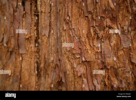 Rough Textured Red Bark On A Tree Trunk Stock Photo Alamy