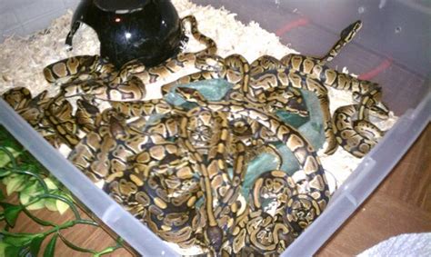 Goreptiles Ball Python Babies