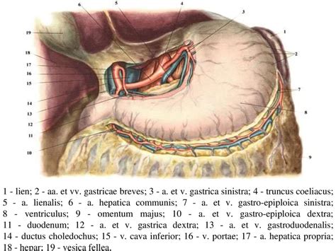 Топографическая анатомия и оперативная хирургия желудка презентация онлайн
