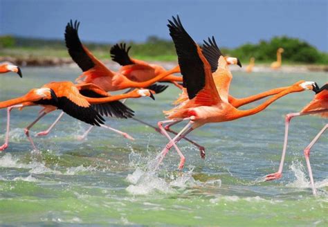 From Merida Celestun One Day Travel Buddies