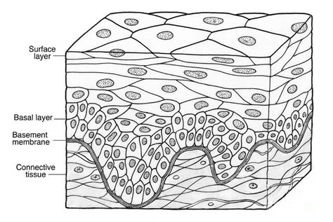 Illustration Of Stratified Squamous Photograph By Science Source