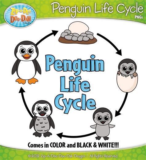 Life Cycle Of A Penguin