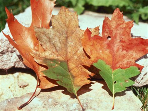 Just Move Your Mouse Over The Pictures To See Some Examples