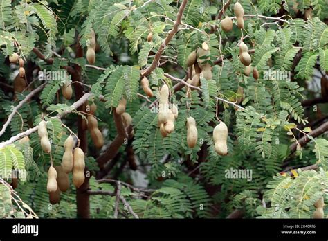 Tamarind Tree Tamarindus Indica Also Indian Date Or Sour Date