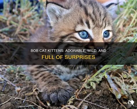 Bob Cat Kittens Adorable Wild And Full Of Surprises Petshun