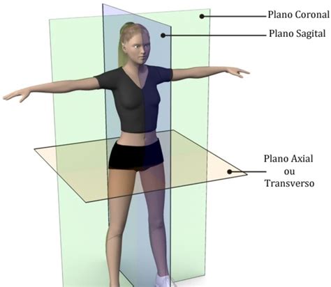 Plano De Secção Anatomia