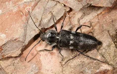 Identifying Shrub Damaging Insects Massey Services Inc