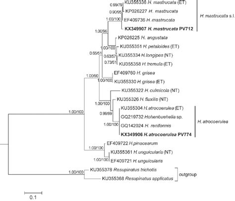 50 Majority Rule Consensus Phylogram Derived From Bayesian Inference