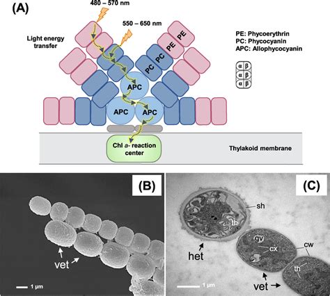 Schematic Representation Of The Side View Of Phycobilisome Structure