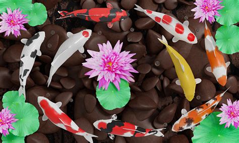 잉어 또는 멋진 잉어 물고기는 원에서 수영 풍수에 행운을 전달합니다 연꽃 연못에서 수영하는 물고기와 분홍색 연꽃 연못 바닥은 강 바위입니다 3d 렌더링 비단잉어에 대한 스톡