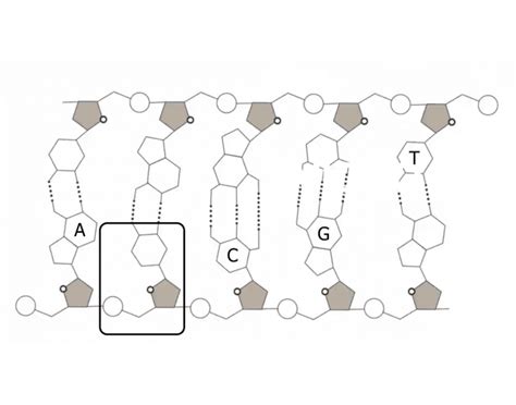 Dna Structure Labeling Activity Quiz