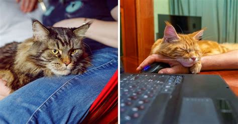 5 Reasons Why Maine Coons Love To Sleep On You