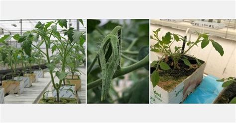 How To Prevent Plants From Becoming Too Vegetative