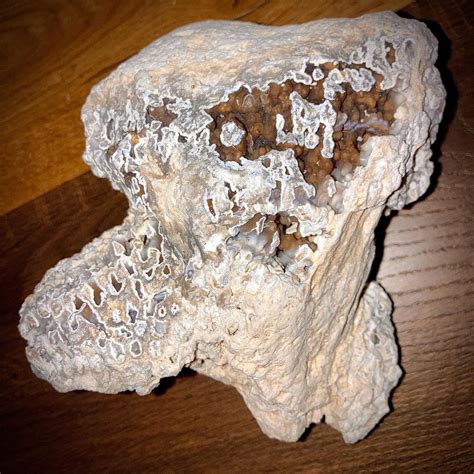 Tampa Bay Agatized Coral Fossil Florida Fossilized Agate Coral Chalcedony Coral Botryoidal