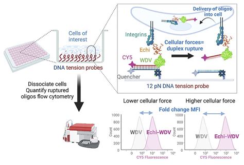 High Throughput Innovation Accelerates Cellular Mechanotype Assessment Cancer Bioengineering
