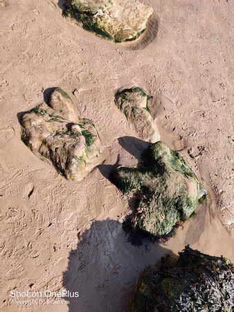 Isle Of Wight Fossil Walks Wight Coast Fossils Ventnor Tripadvisor