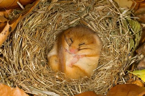 38 Facts About Hibernation