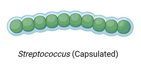 Bacteria Definition Structure Shapes Sizes Classification Artofit