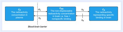 Two Tissue Compartment Model Used To Interpret Regional Brain