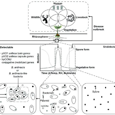 Conceptualization Of The Spatial Temporal Dynamics Of Bacterial Download Scientific Diagram