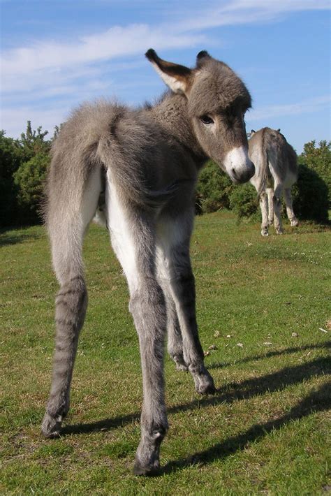 Член Осла Фото – Telegraph